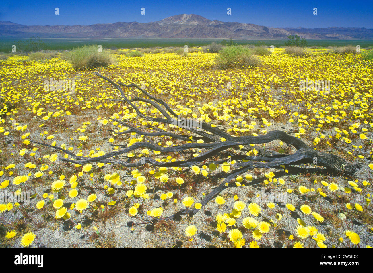Joshua Tree Desert in bloom, Springtime, CA Stock Photo - Alamy