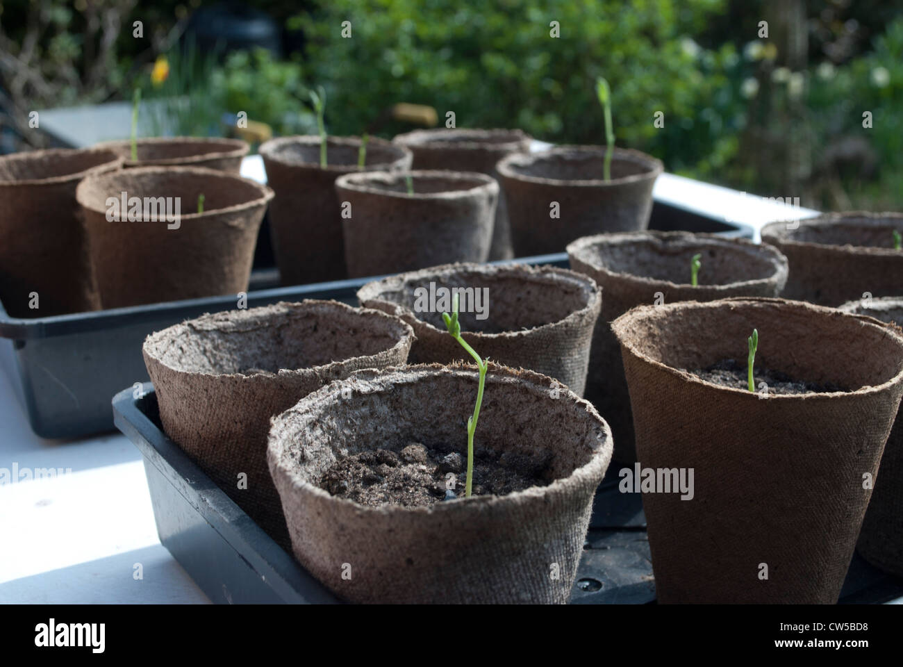 Seedlings in peat pots in trays on bench Stock Photo - Alamy