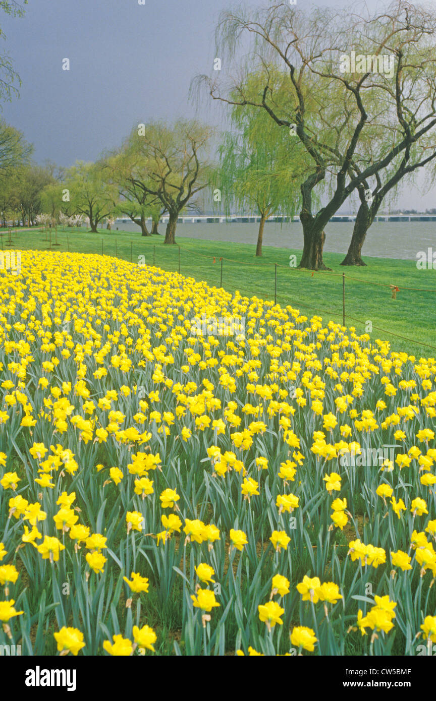 Field of yellow daffodils, Spring, Washington, DC Stock Photo - Alamy