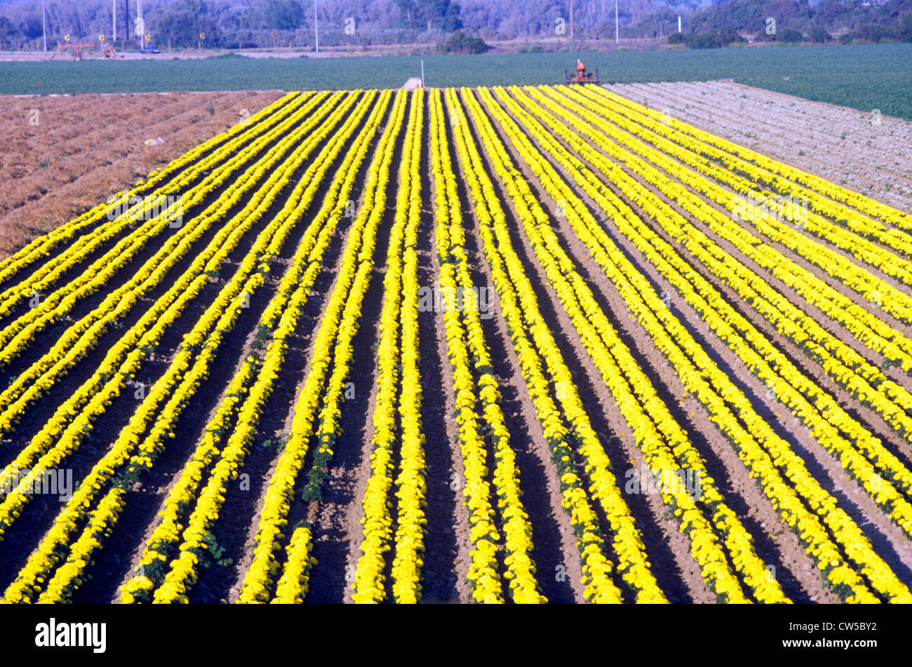 Flower farm, Lompoc, CA Stock Photo - Alamy