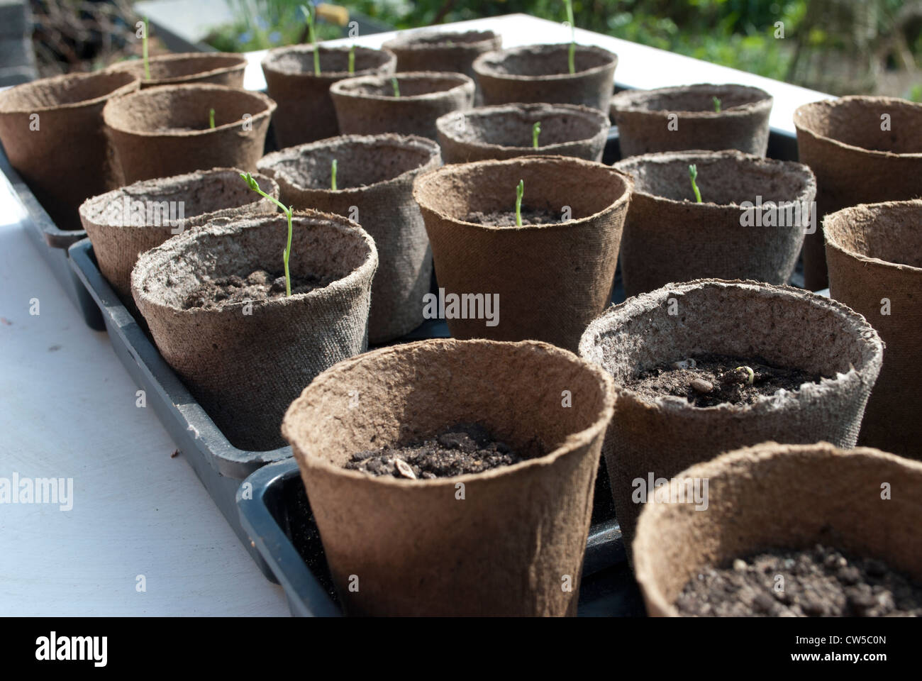 Seedlings in peat pots in trays on bench Stock Photo - Alamy