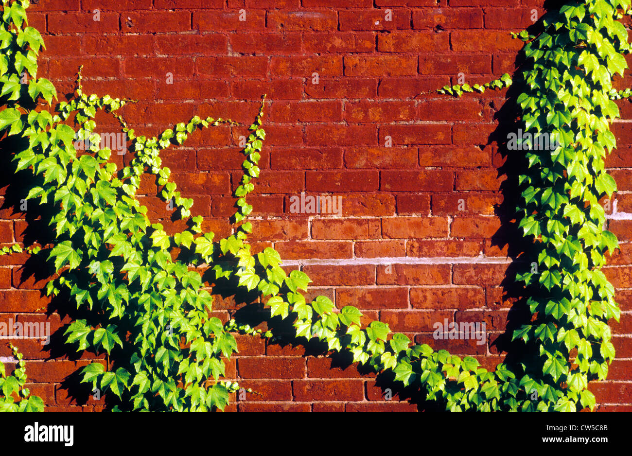 Ivy growing on brick wall, Beacon Hill, Boston, MA Stock Photo - Alamy