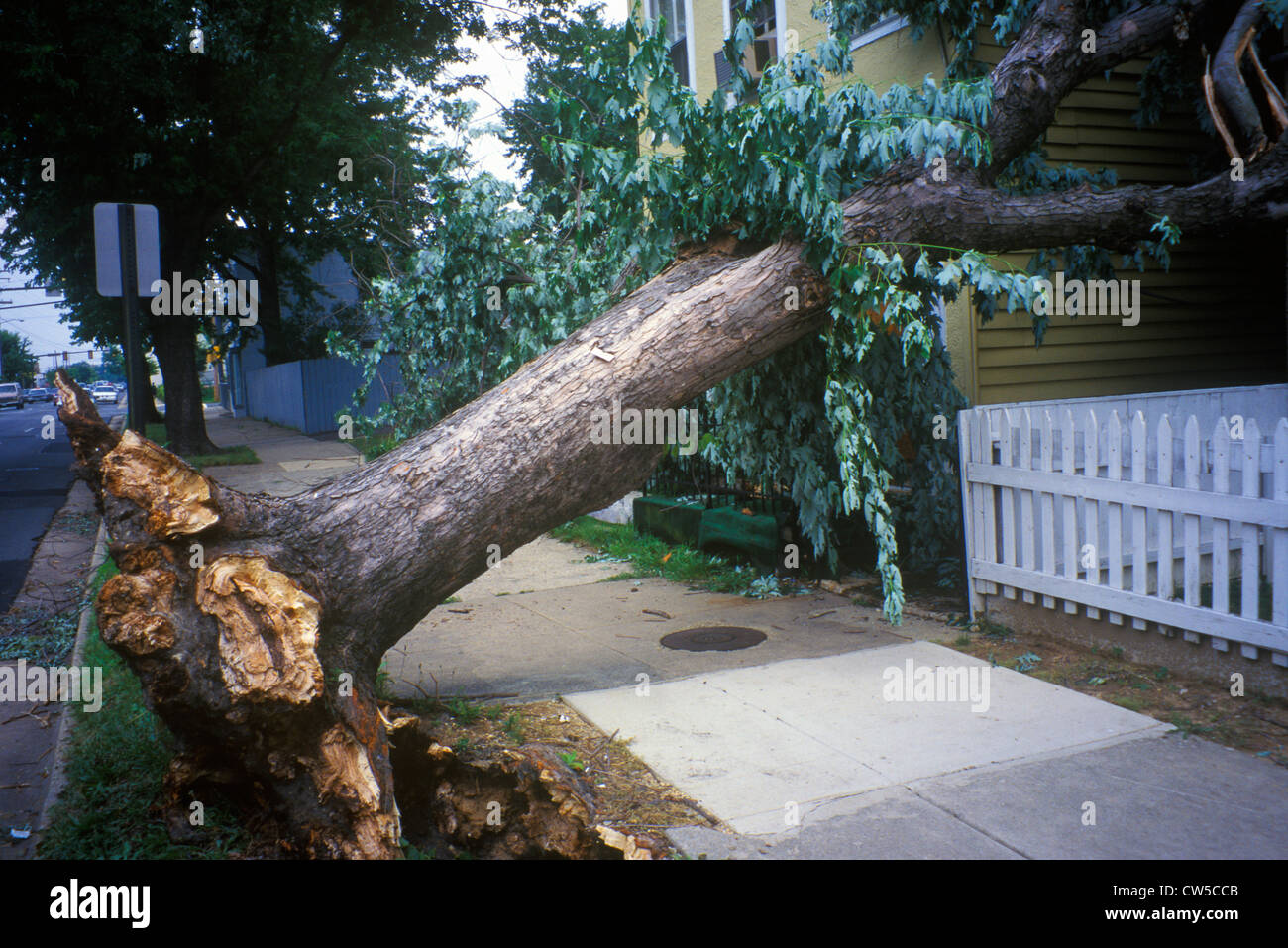 Tornado damage, tree hi-res stock photography and images - Alamy