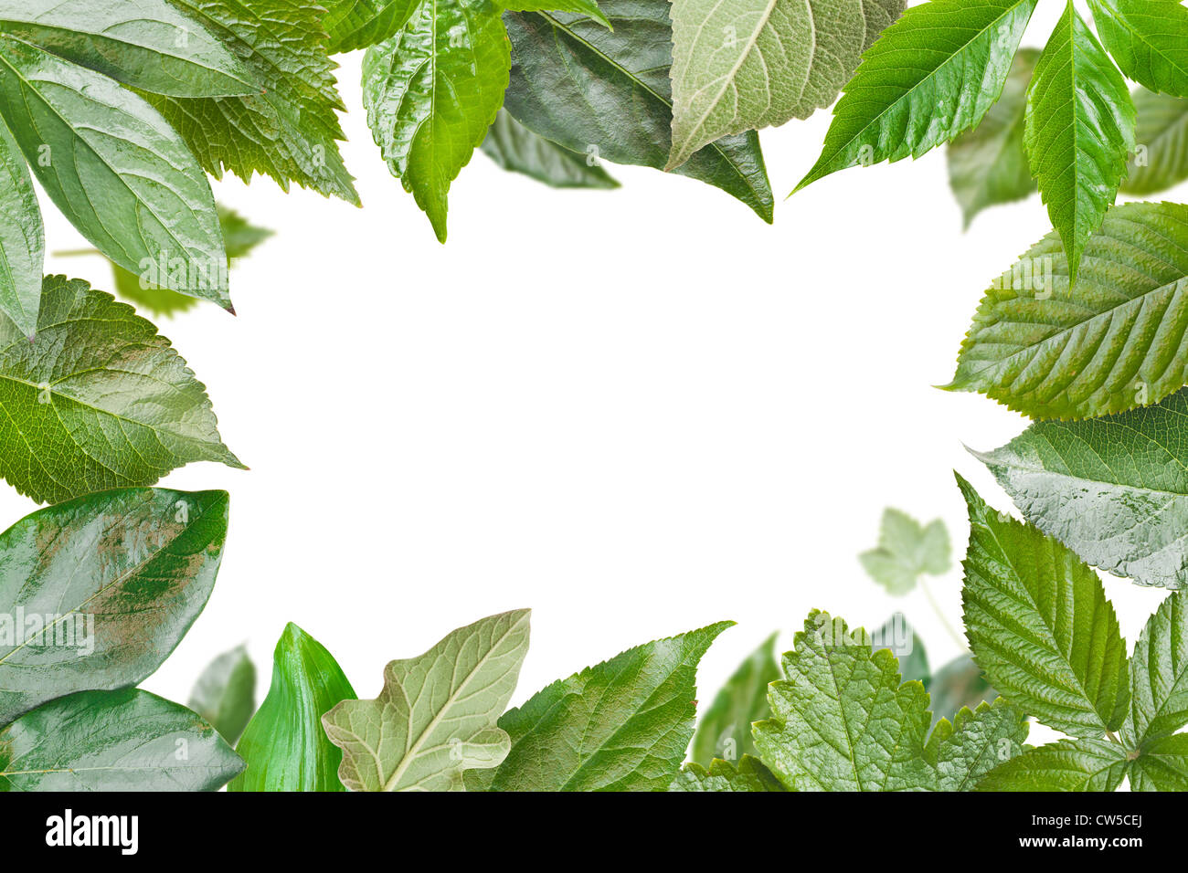 Green fresh leaves frame Stock Photo - Alamy