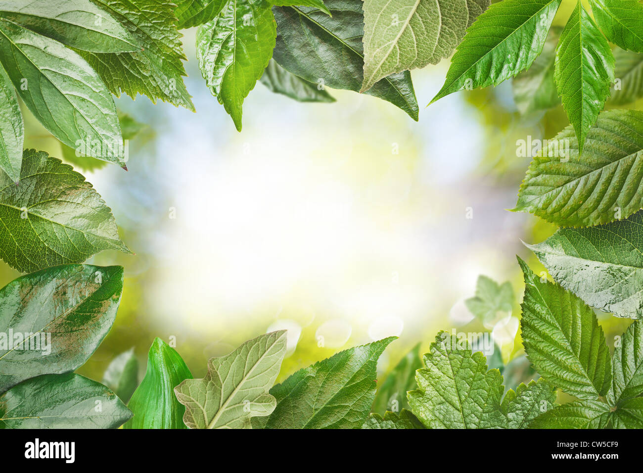 Leaves frame foliage framework fall hi-res stock photography and images ...