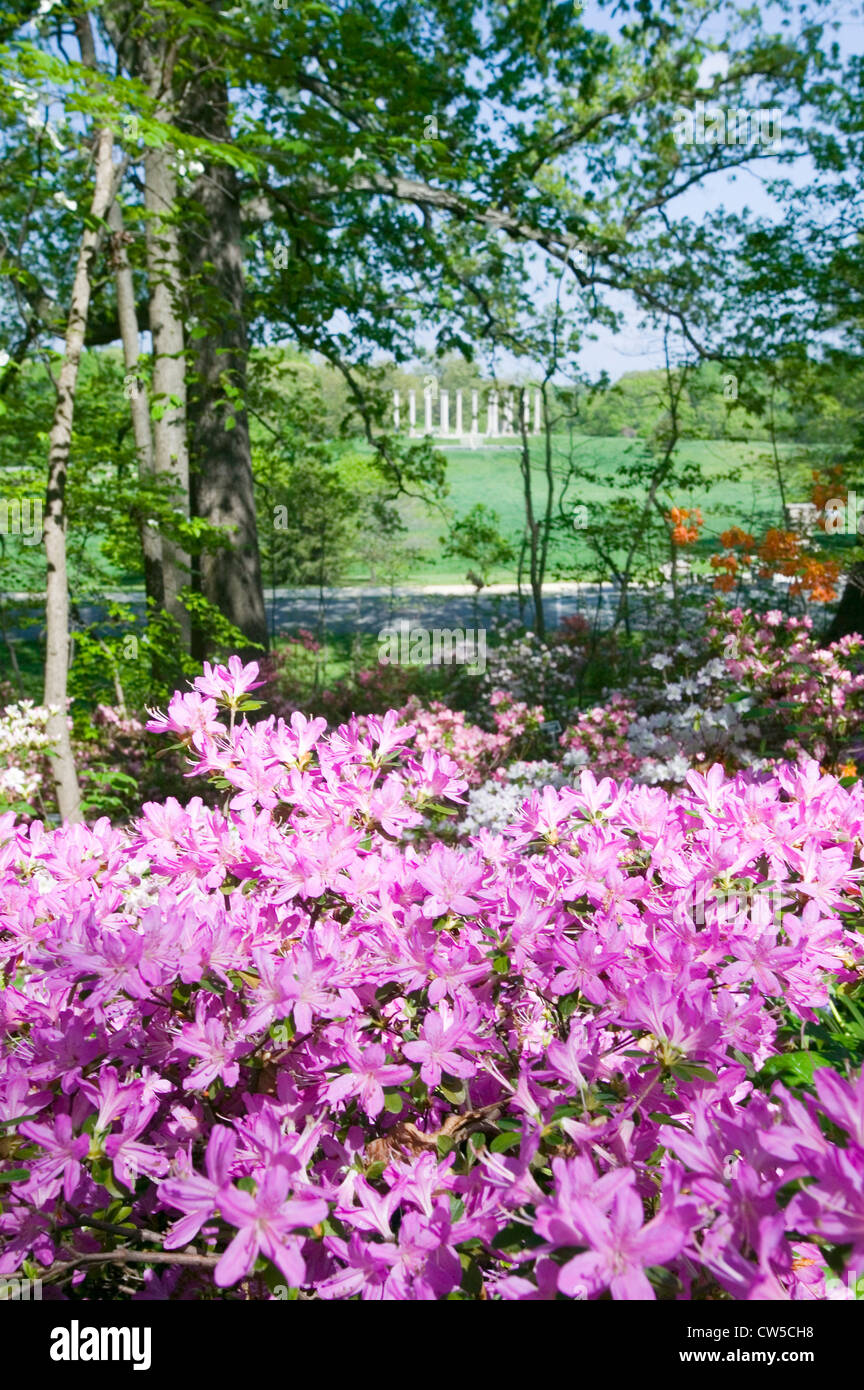 Azaleas in spring in National Arboretum with Capitol Columns in ...