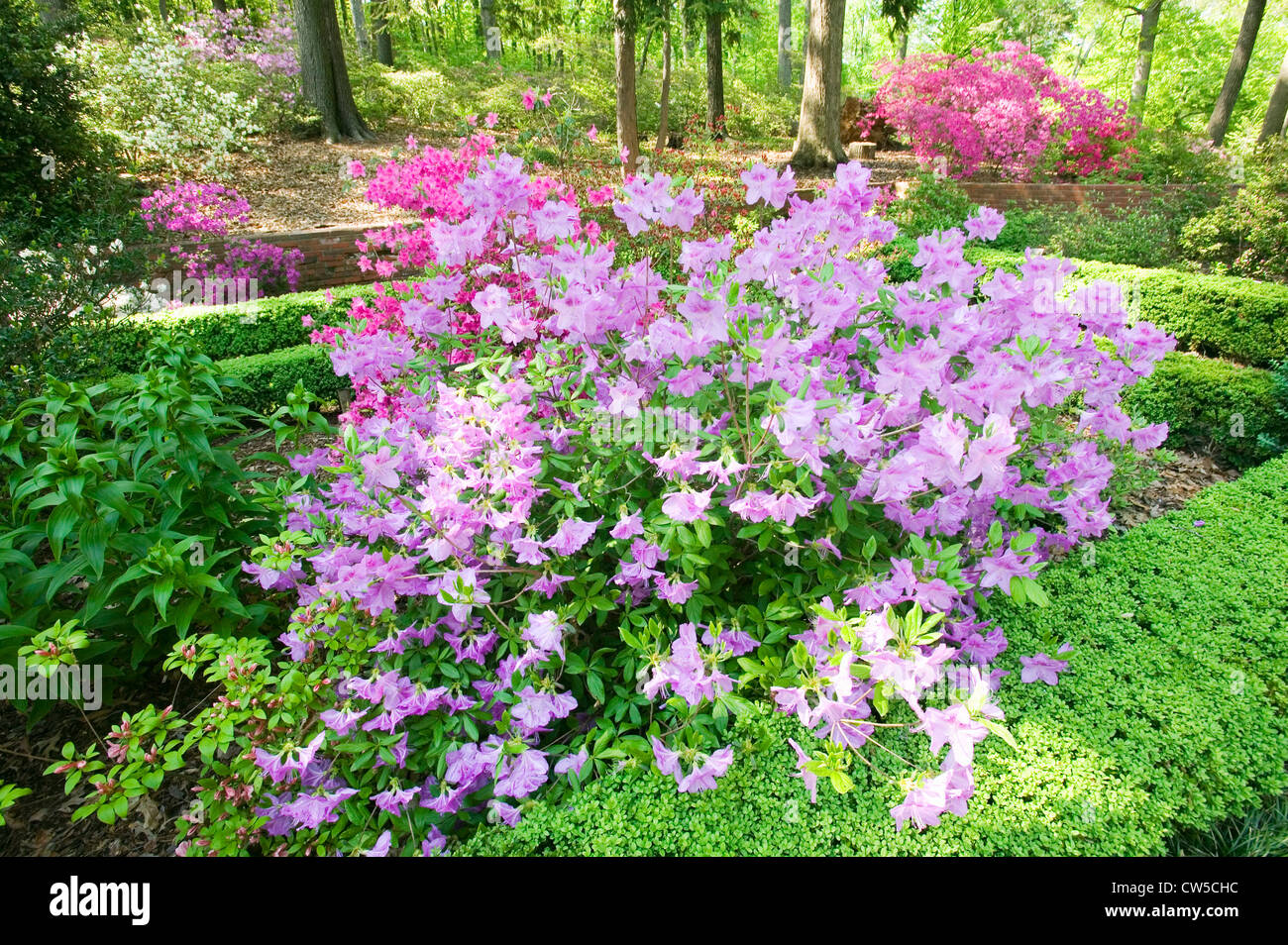 Azaleas in spring in National Arboretum, Washington D.C Stock Photo - Alamy
