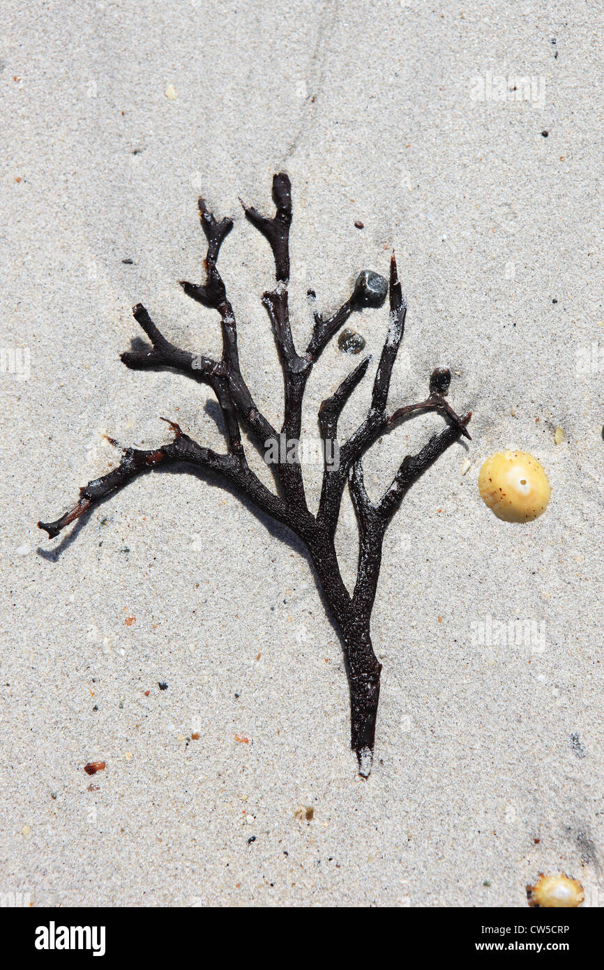 Seaweed on a sandy beach in the shape of a tree Stock Photo - Alamy