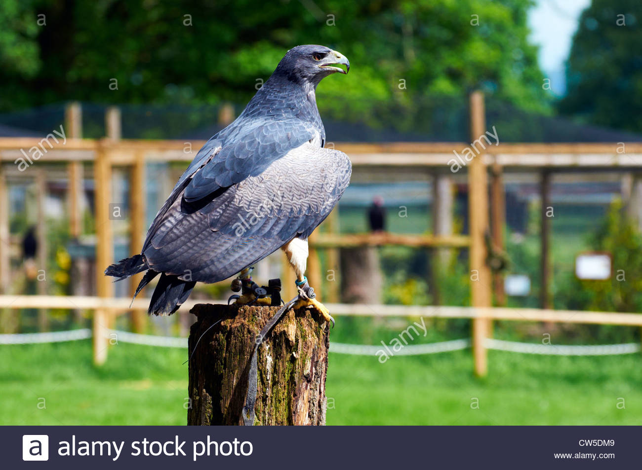Eagle Aviary High Resolution Stock Photography and Images - Alamy