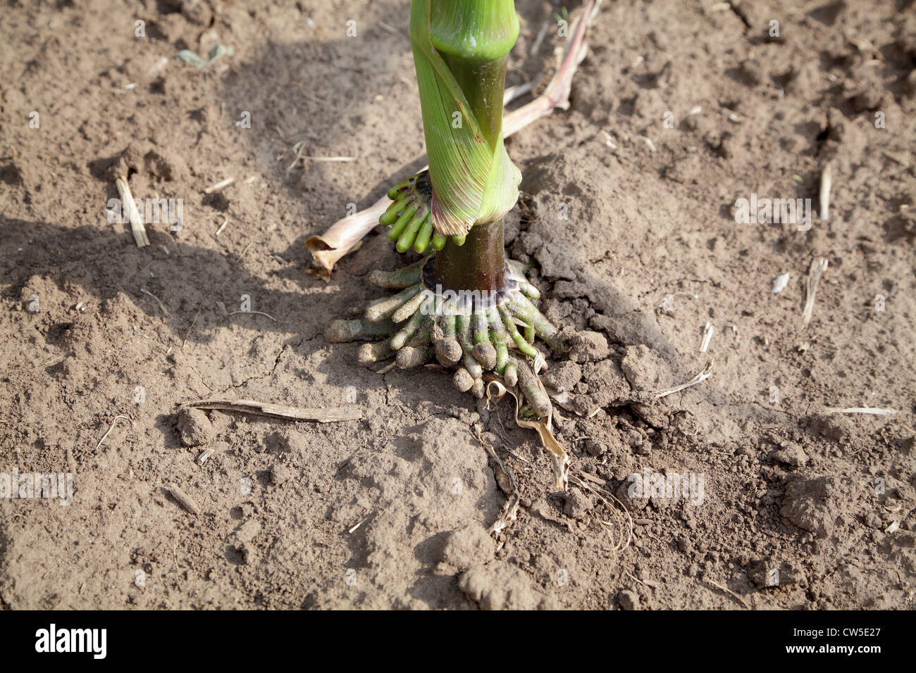 Corn Root High Resolution Stock Photography and Images - Alamy