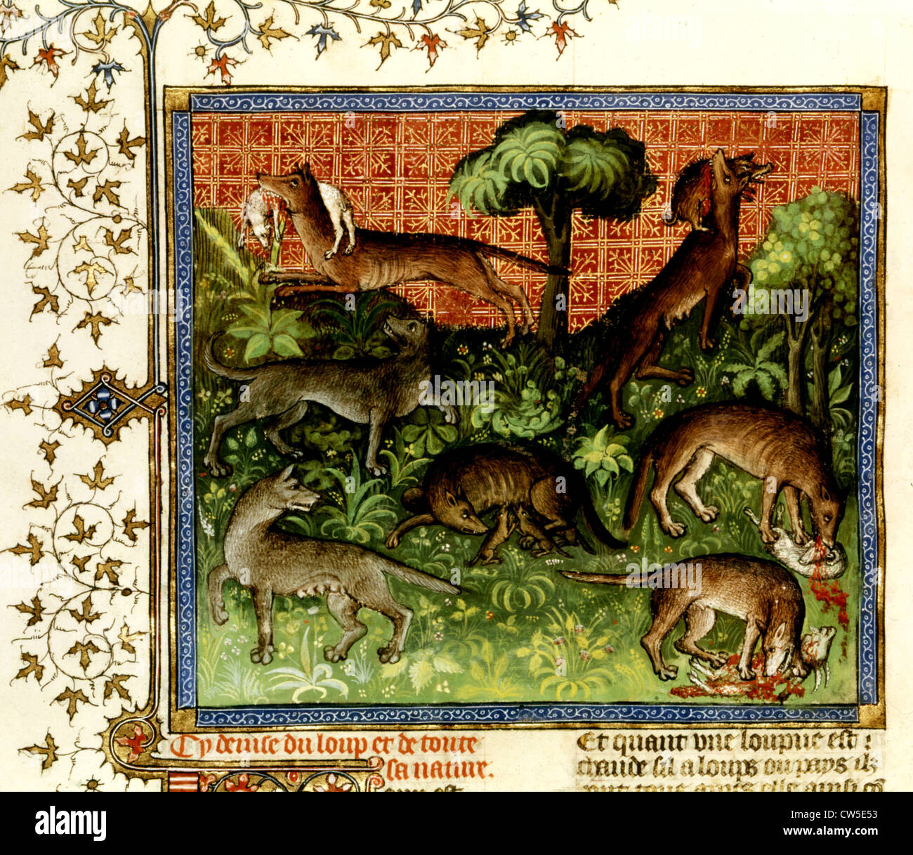 The Hunting Book of Gaston Phoebus, wolves Stock Photo - Alamy