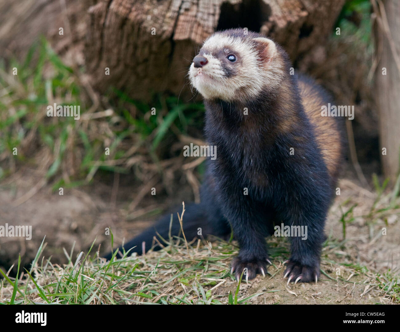 Polecats of the uk hi-res stock photography and images - Alamy