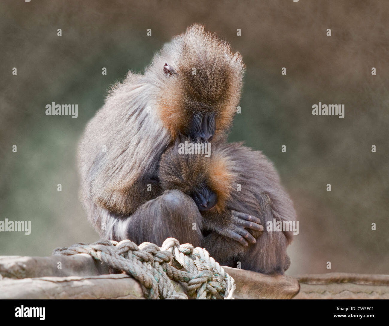 Mandrill Mother and Young (mandrillus sphinx Stock Photo - Alamy