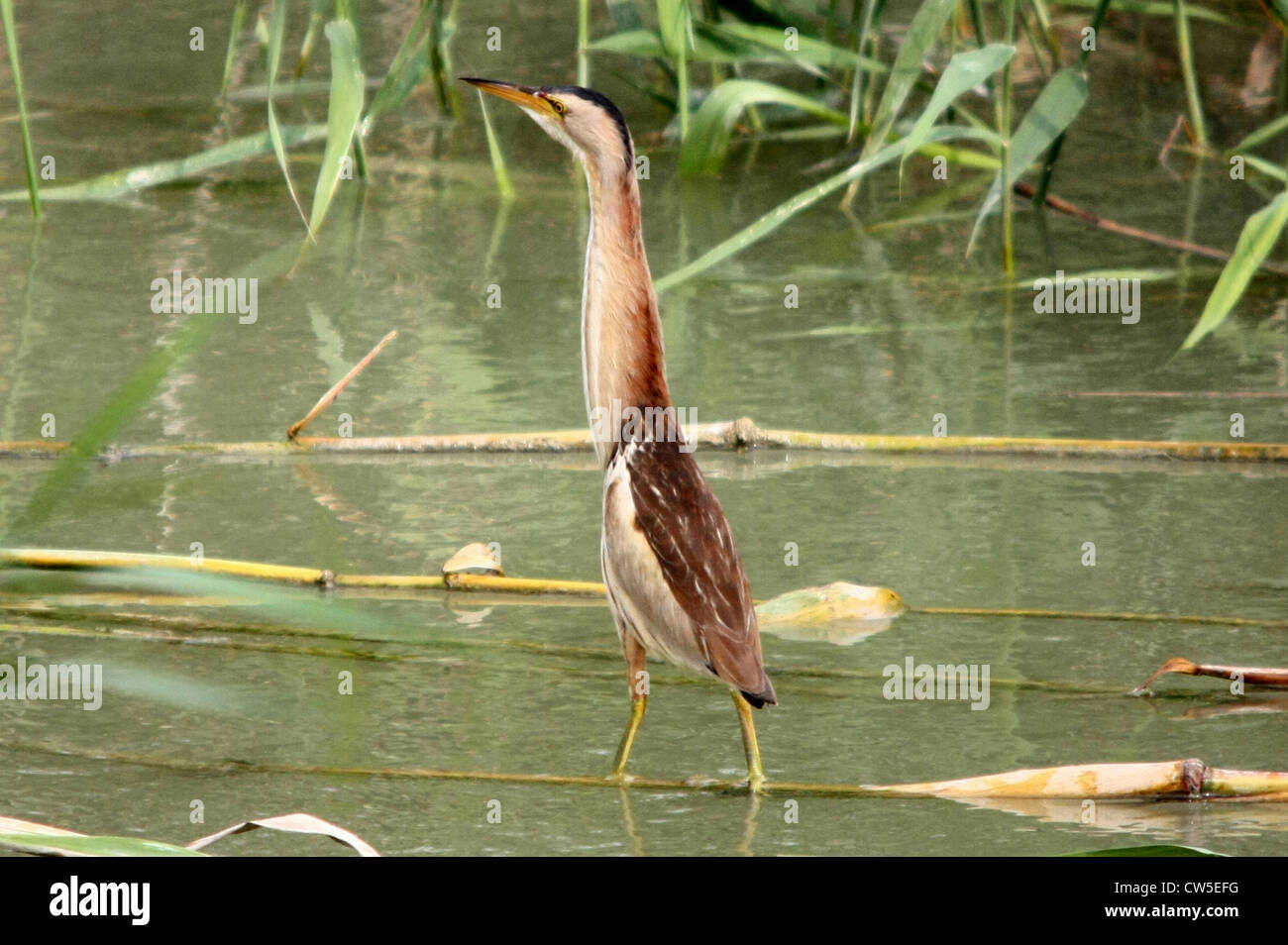 Female bittern hi-res stock photography and images - Alamy