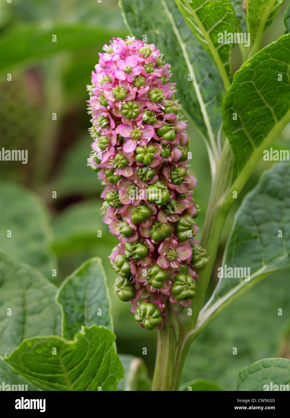 Batal, Batalin, Chinese Pokeweed, Duo Yao Shang Lu, Phytolacca ...