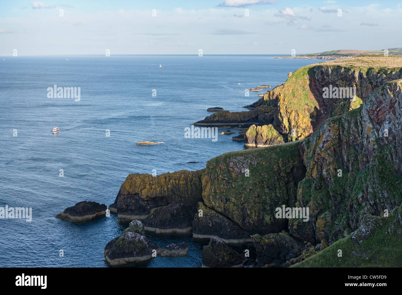 Berwickshire coast, sea cliffs between St Abbs Head and St Abbs village ...