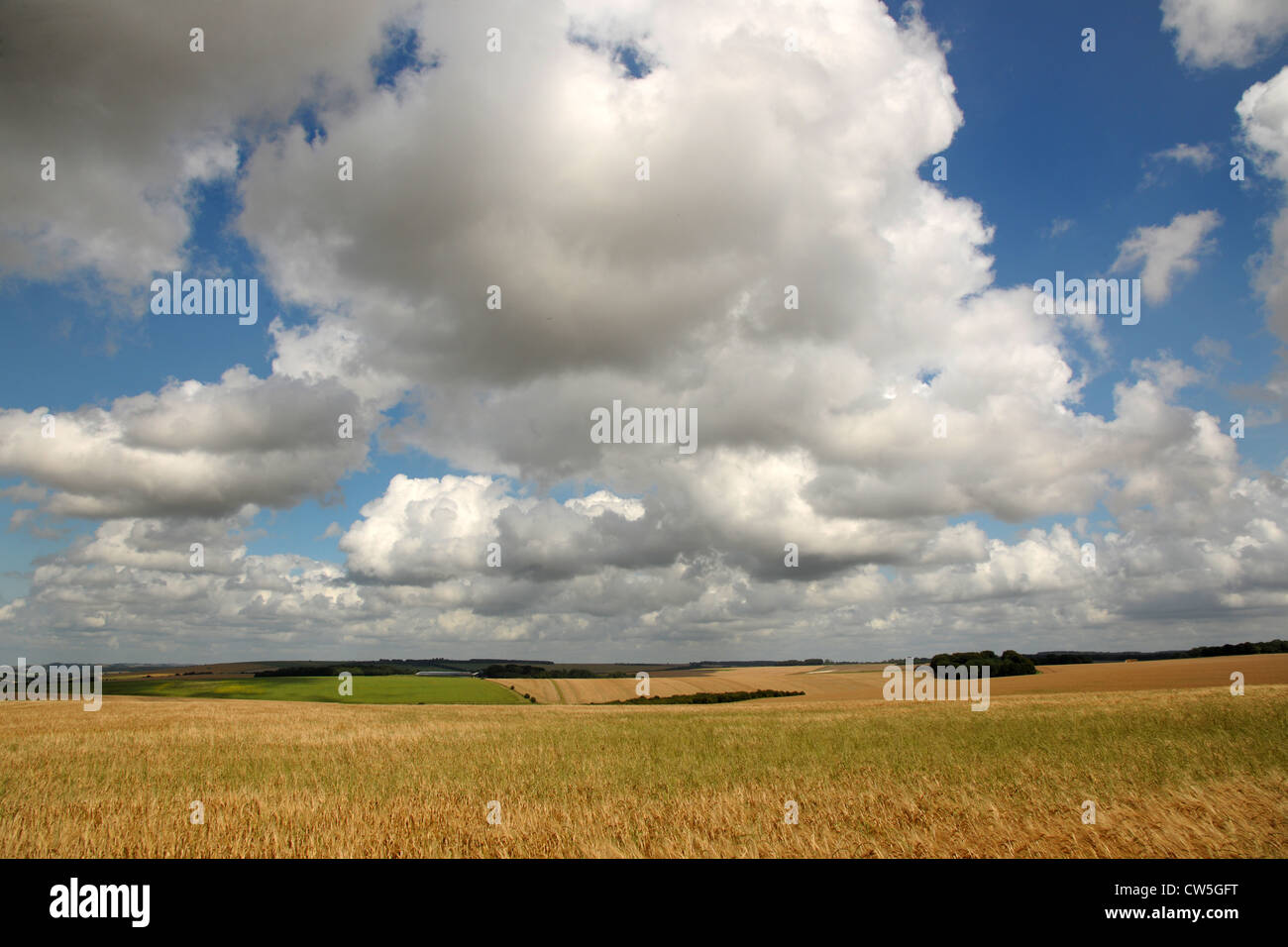 Corn fields uk hi-res stock photography and images - Alamy
