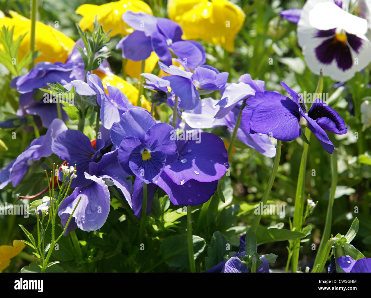 Pansy viola wittrockiana flower pansy plant hi-res stock photography ...