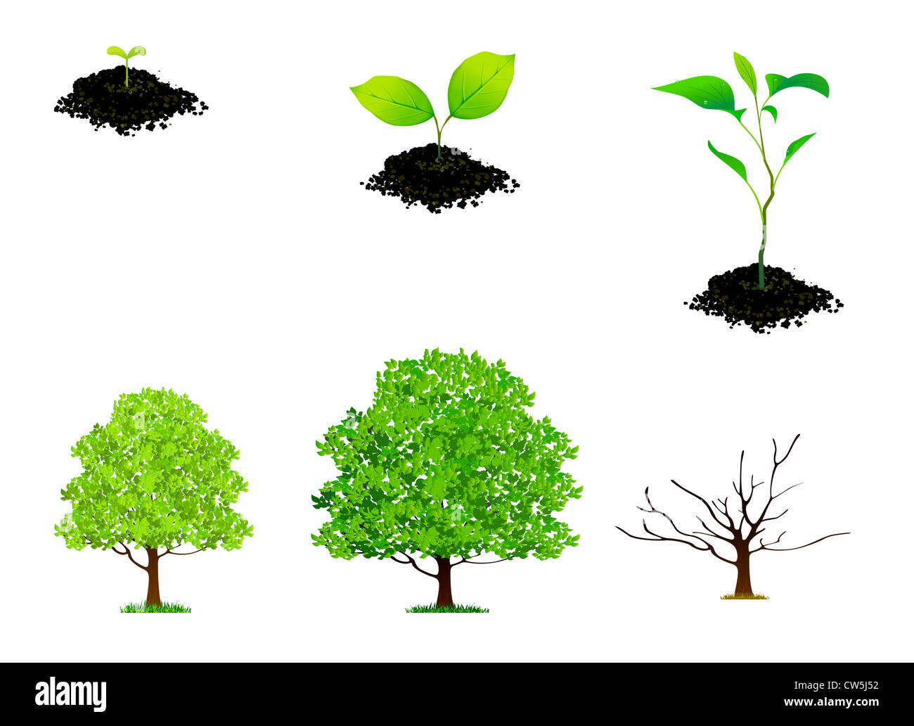 Sprouts and tree Isolated On White Background Stock Photo - Alamy