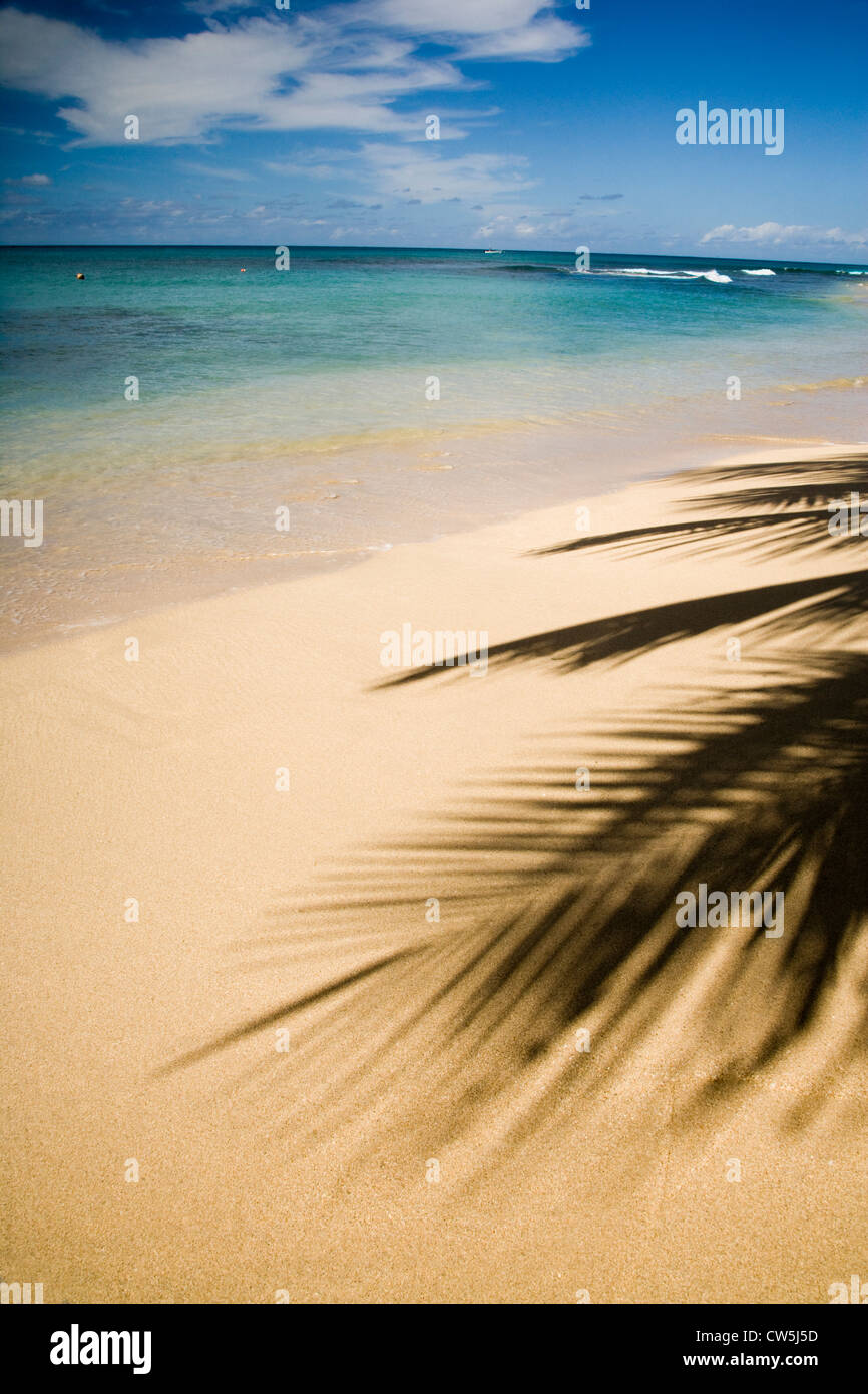 Palm tree shadow on beach hi-res stock photography and images - Alamy