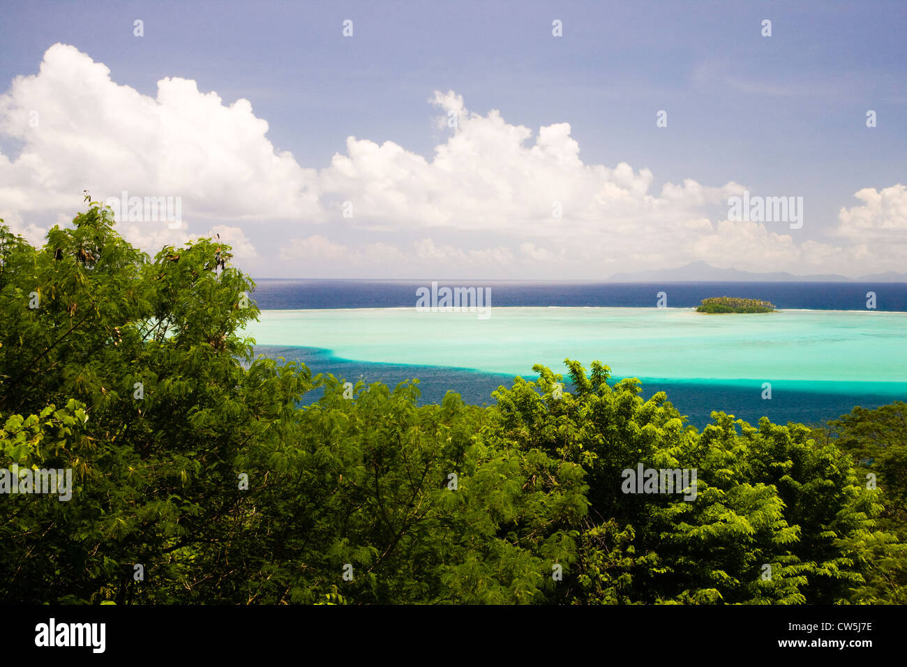 Forest at the seaside, Raiatea Island, Tahiti, French Polynesia Stock ...