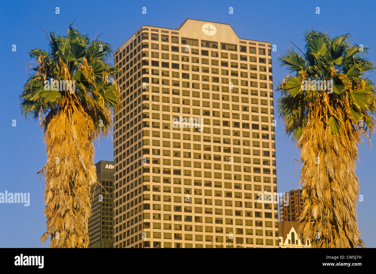 Palm trees and high-rise in downtown Los Angeles, California Stock ...