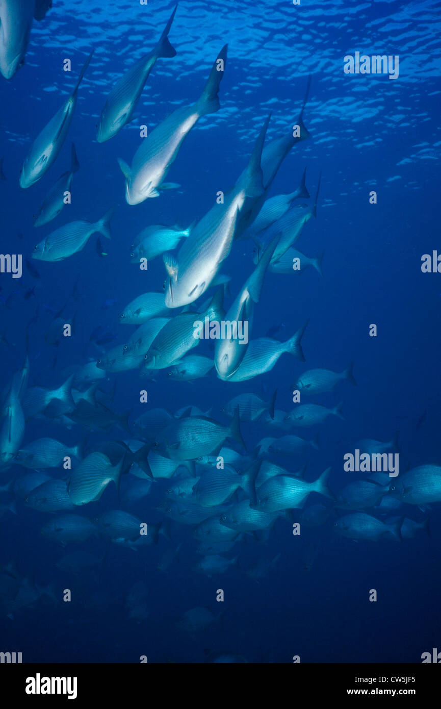 High angle view of Bermuda Chubs swimming underwater (Kyphosus ...