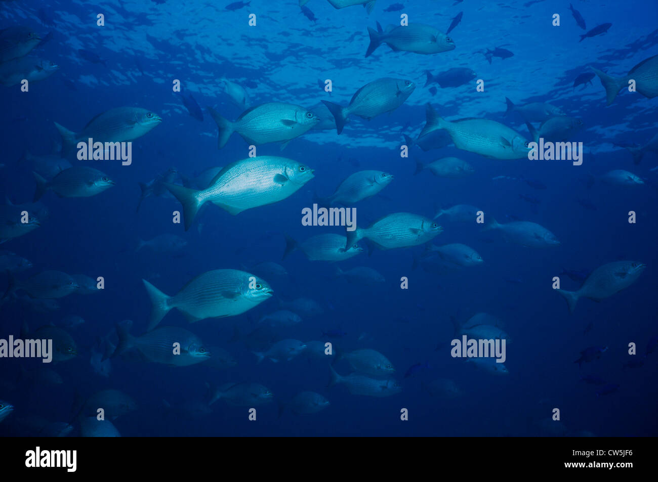 Sea chubs hi-res stock photography and images - Alamy