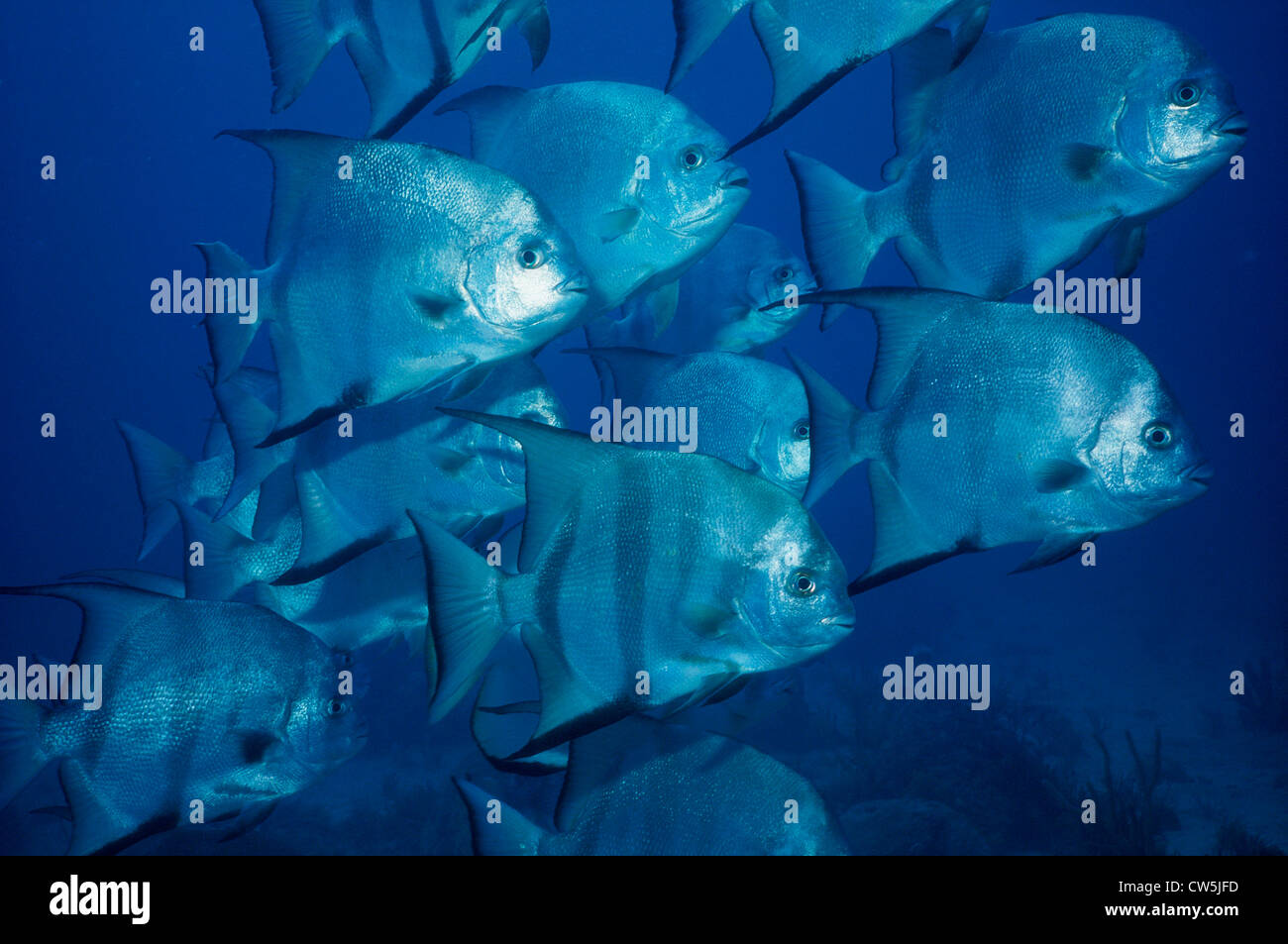 Atlantic spadefish chaetodipterus faber hi-res stock photography and ...