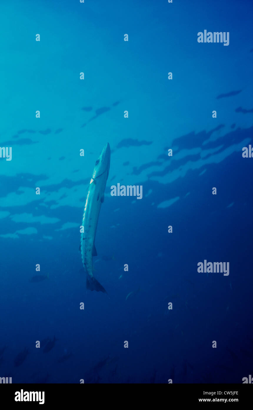 Low angle view of a barracuda swimming underwater Stock Photo - Alamy
