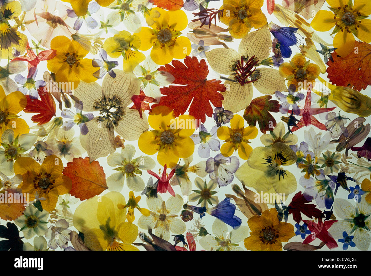 A floral pattern hi-res stock photography and images - Alamy