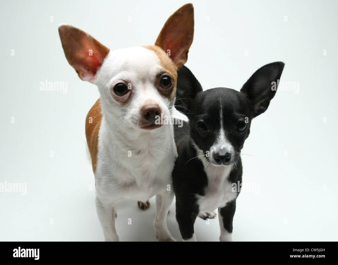 Two Chihuahua puppies standing Stock Photo - Alamy