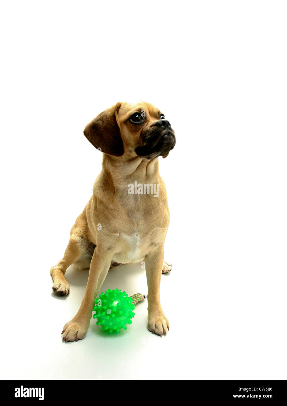 Dog with dummy hi-res stock photography and images - Alamy