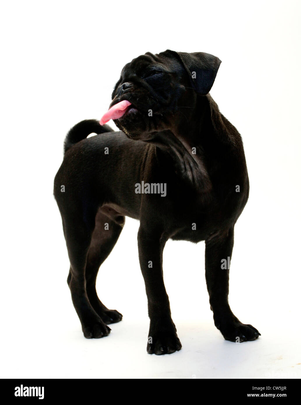 Black Pug puppy standing Stock Photo - Alamy