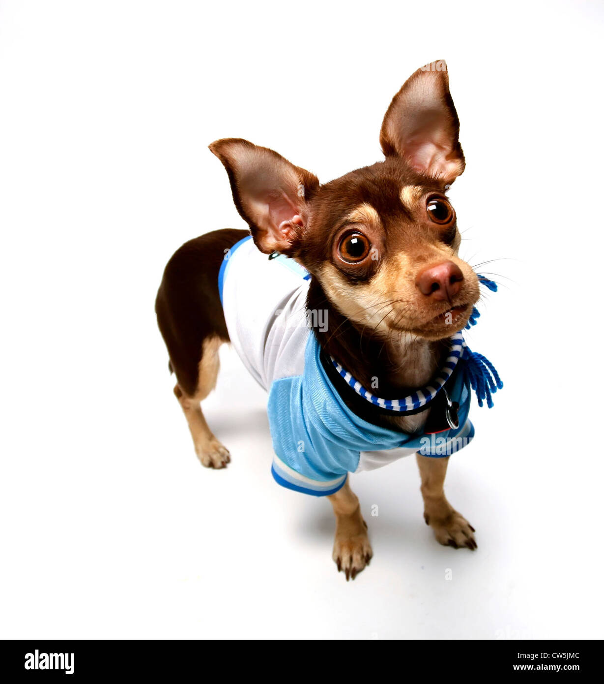 Dog eye close up Cut Out Stock Images & Pictures - Alamy