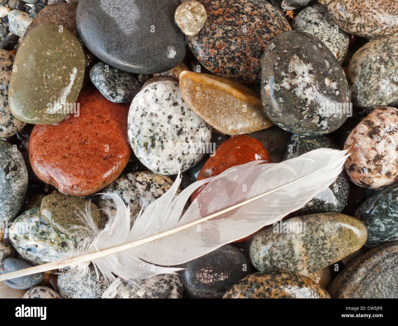 Gull feather on sand, San Juan Islands, Washington, USA Stock Photo - Alamy