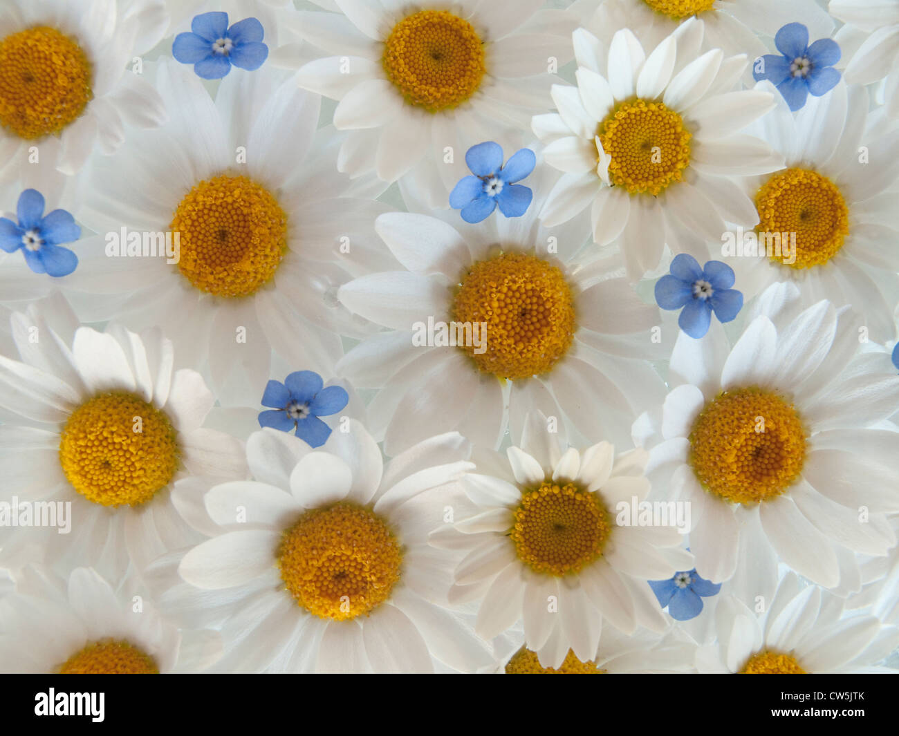 Forget me not flower hi-res stock photography and images - Alamy