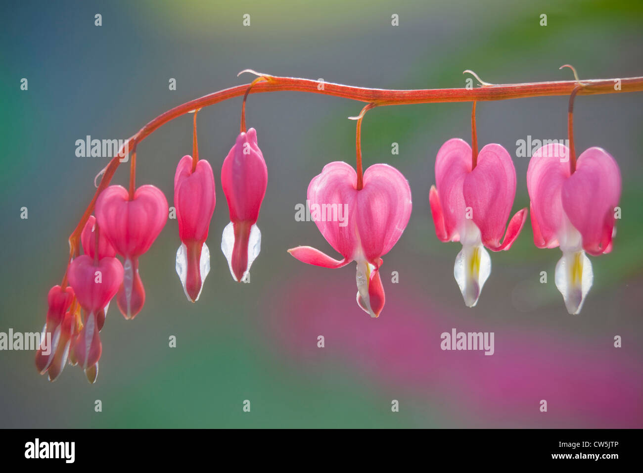 Bleeding heart hi-res stock photography and images - Alamy