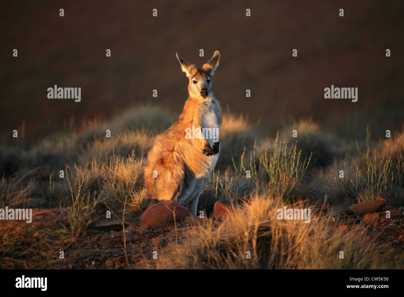 Kangaroo in a forest, Flinders Ranges, South Australia, Australia Stock ...