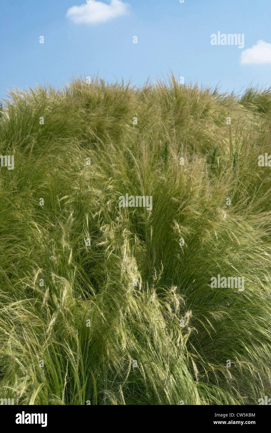 Grass in a field Stock Photo - Alamy