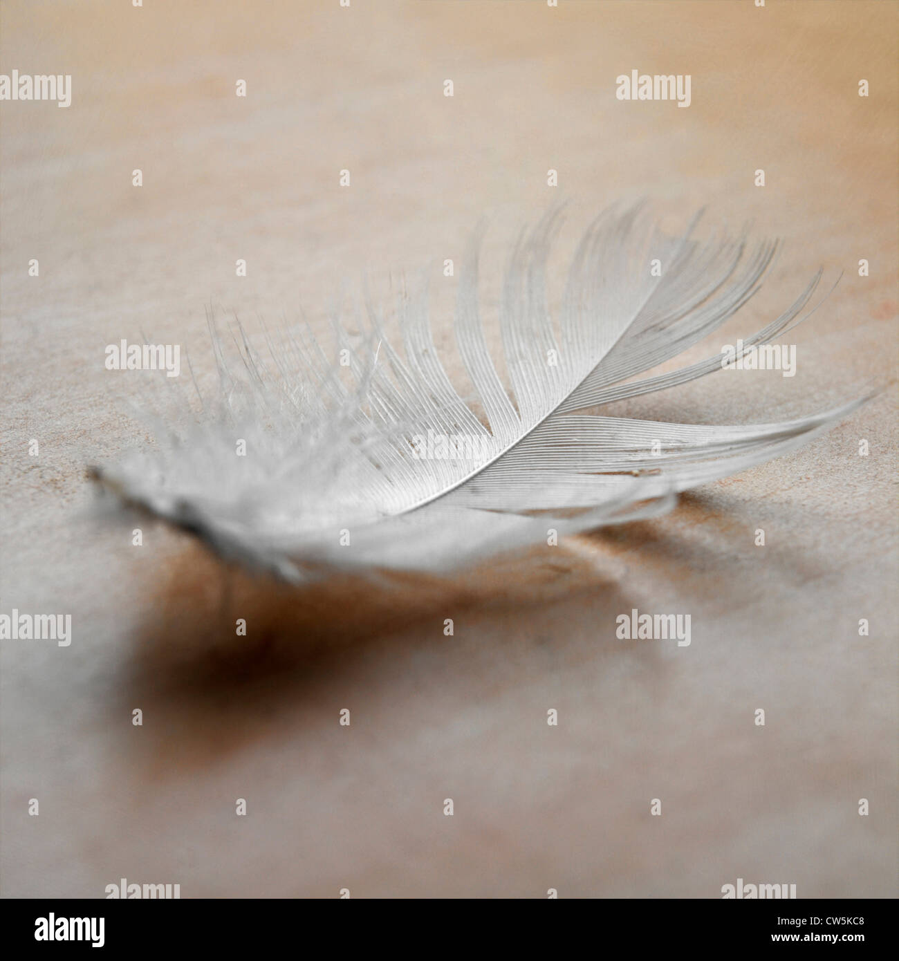 Close-up of a feather Stock Photo - Alamy