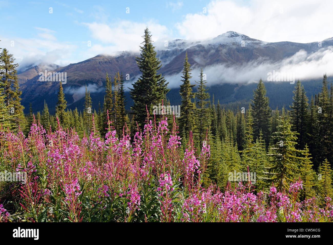 Blooming Fireweed in the Canadian Rockies, Alberta, Canada Stock Photo ...