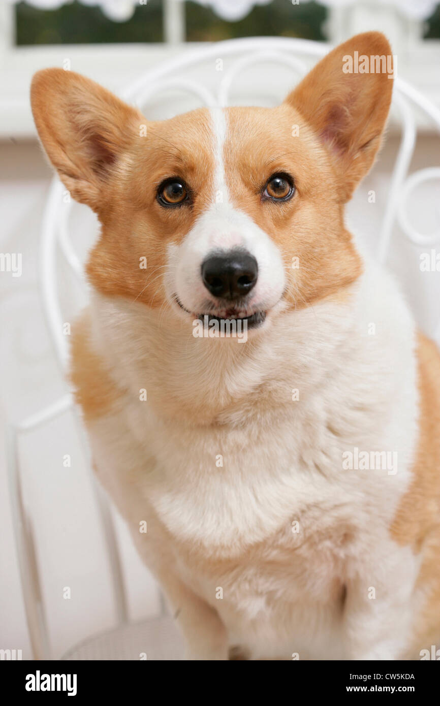 Close-up of a Welsh Corgi sitting on a chair Stock Photo - Alamy