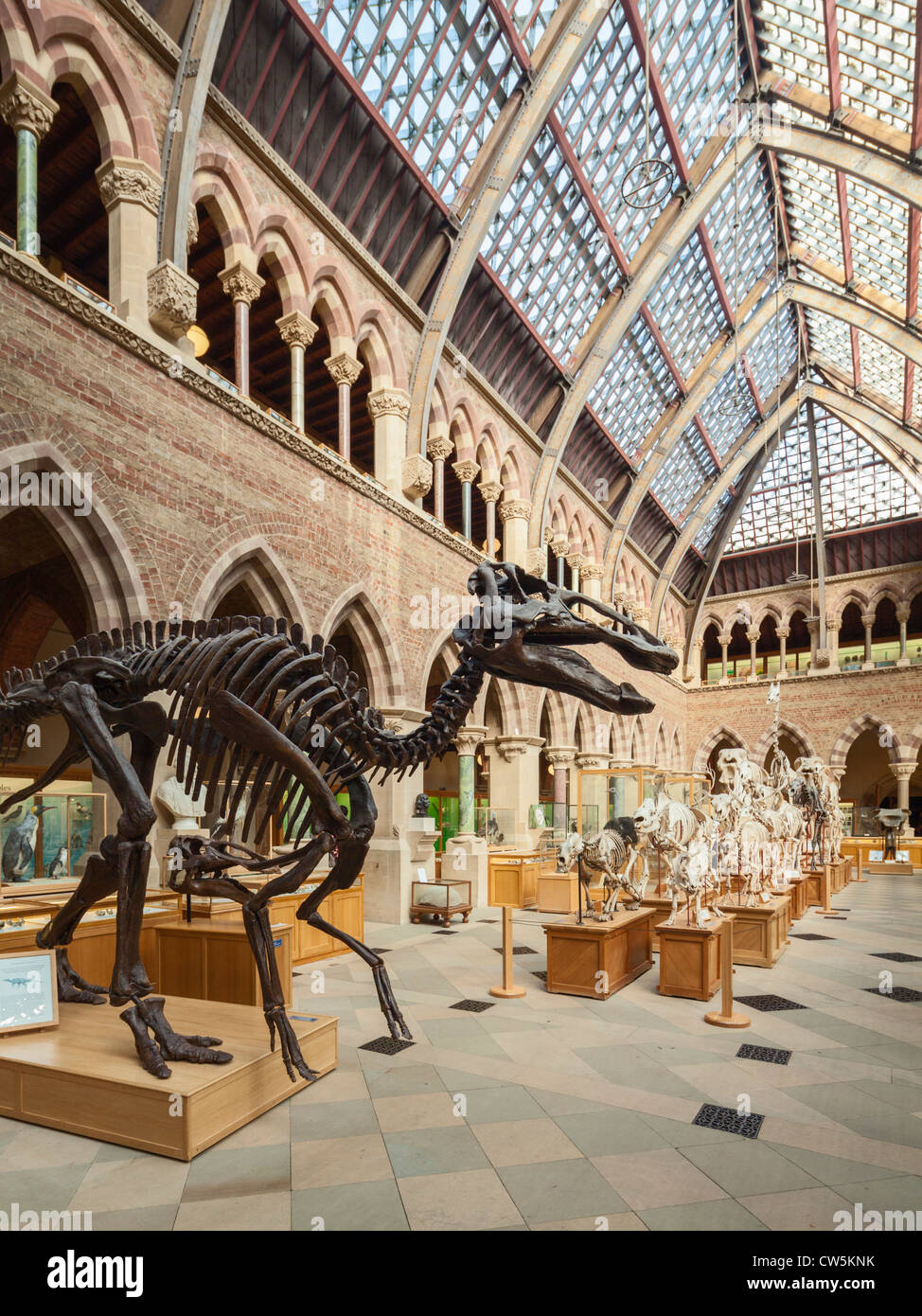 Oxford University Museum of Natural History Stock Photo - Alamy