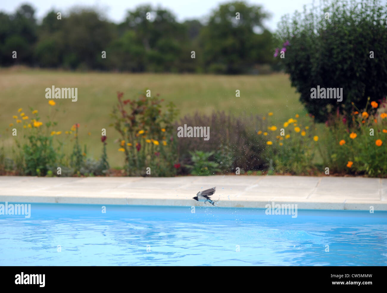 Bird flying over swimming pool hi-res stock photography and images - Alamy