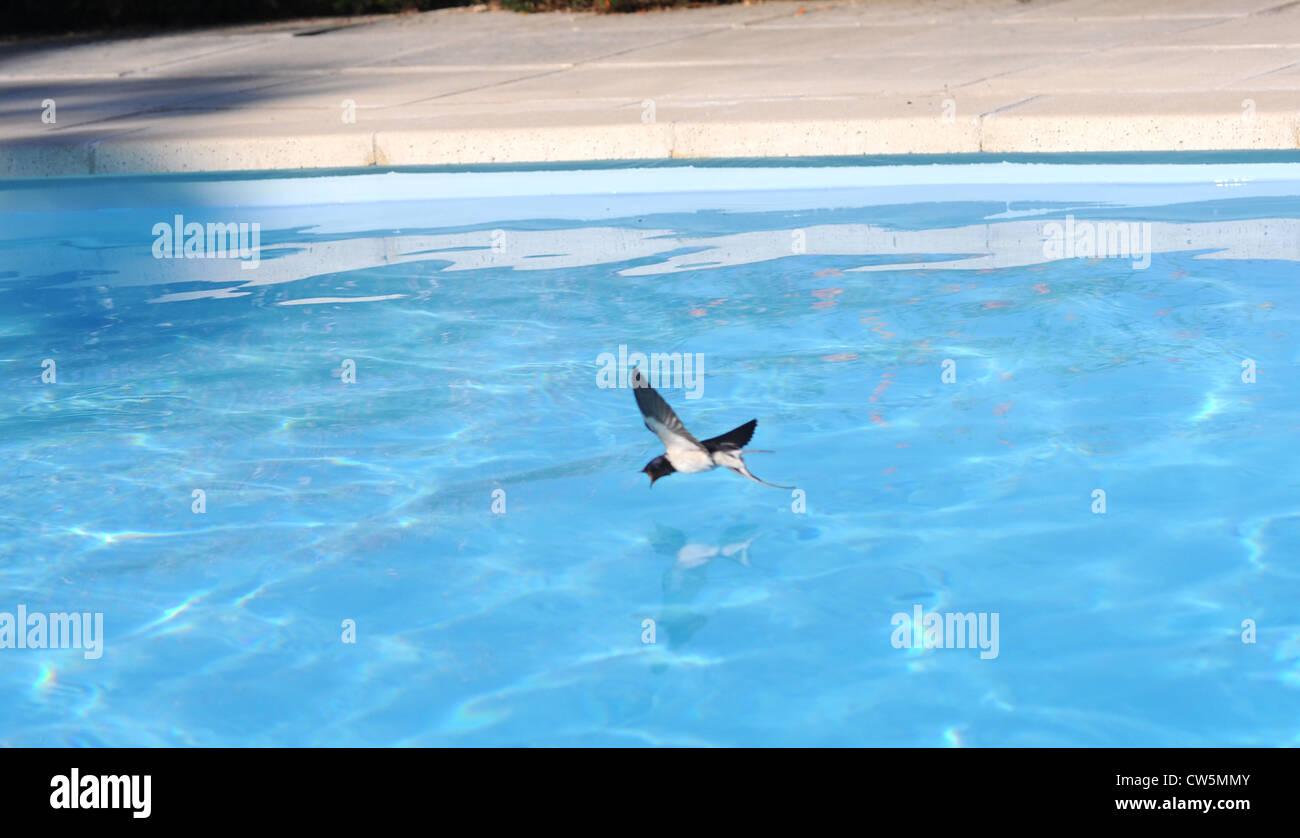 Bird flying over swimming pool hi-res stock photography and images - Alamy