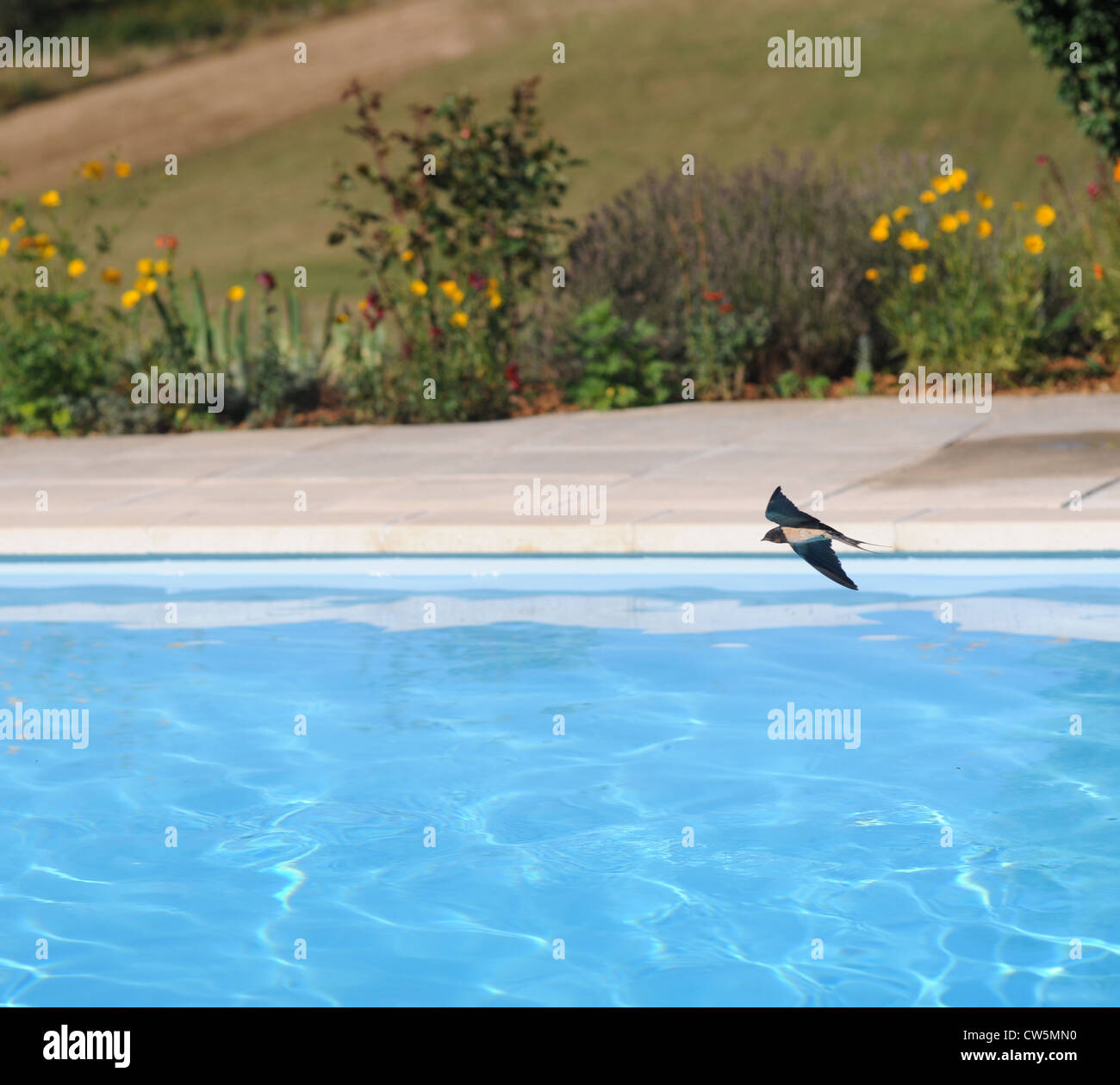 Swallow flying over water hi-res stock photography and images - Alamy