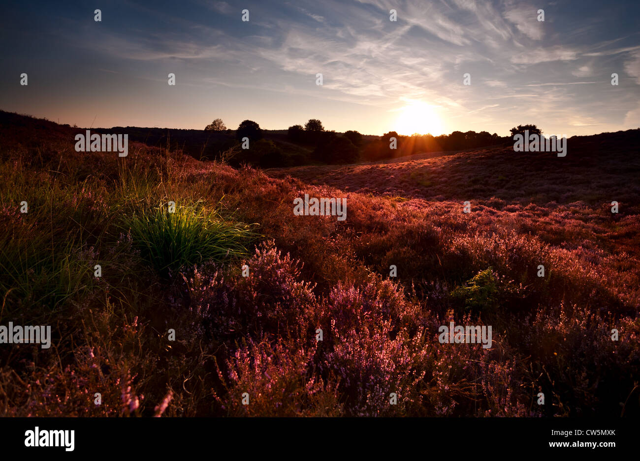 sun at sunset om pink flowering meadows with Calluna vulgaris - heather ...