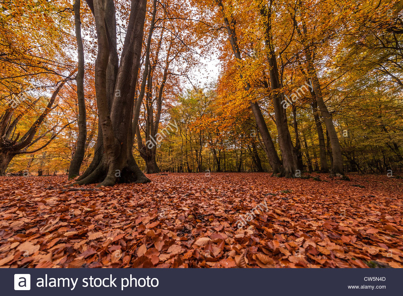 High Beech Trees Leaves High Resolution Stock Photography and Images ...
