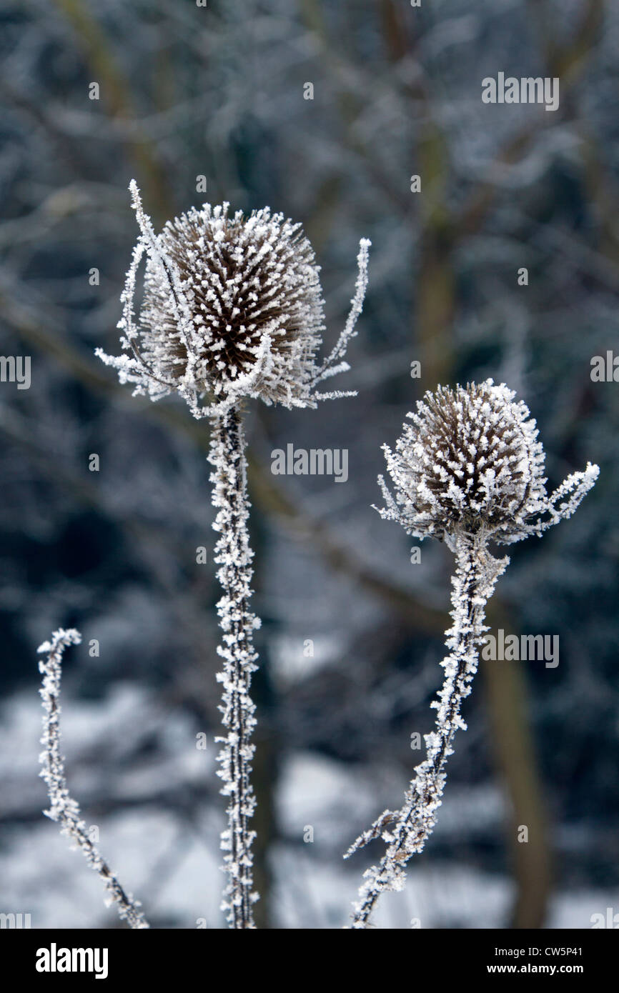 Frosted Teasel Heads Stock Photo - Alamy